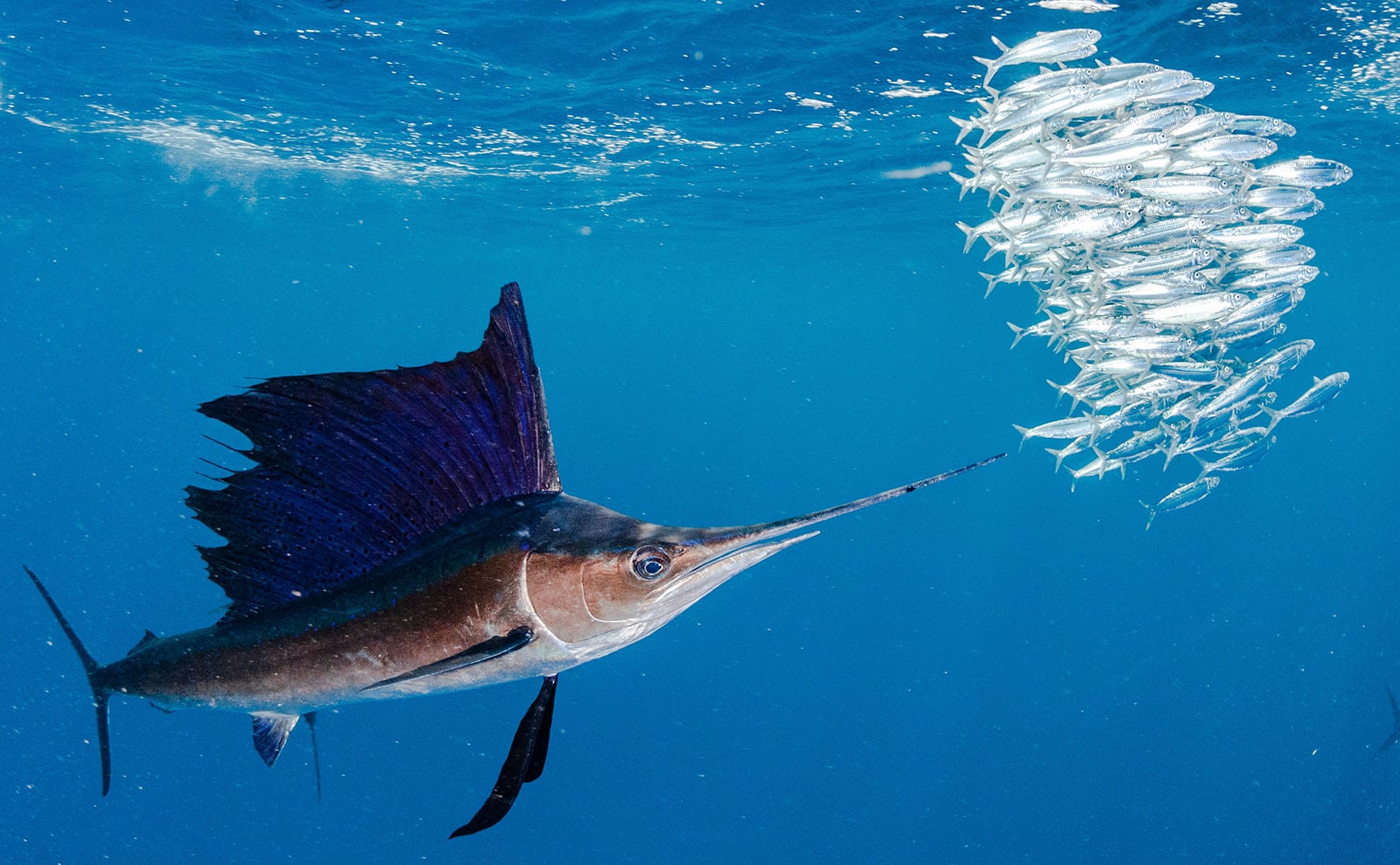 Home - Small Fish, Big Pond Book | Jeff Mains